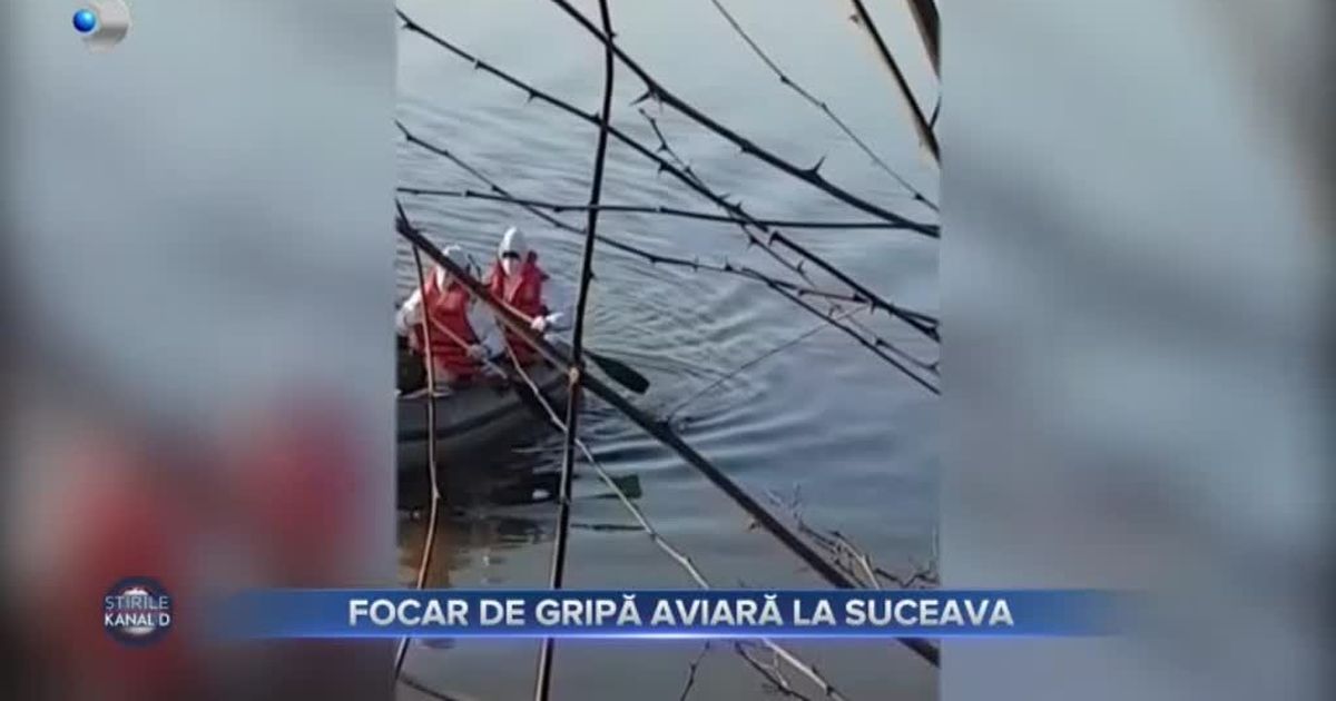 Focar de gripă aviară la Suceava - Stirile Kanal D