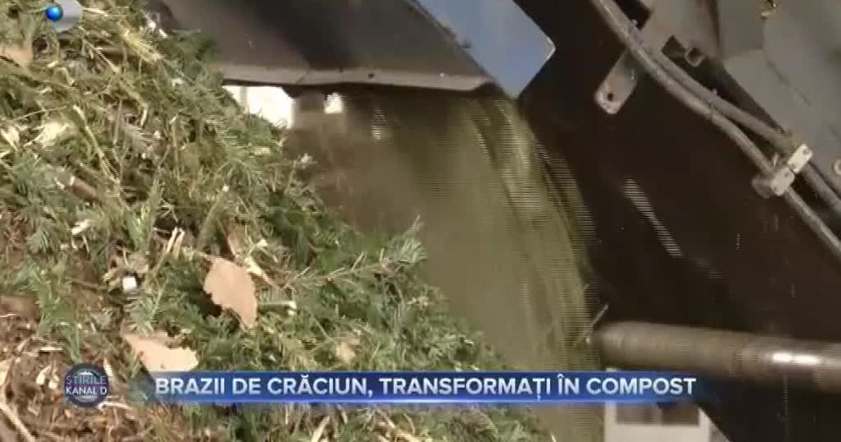 Brazii de Crăciun, transformați în compost - Stirile Kanal D