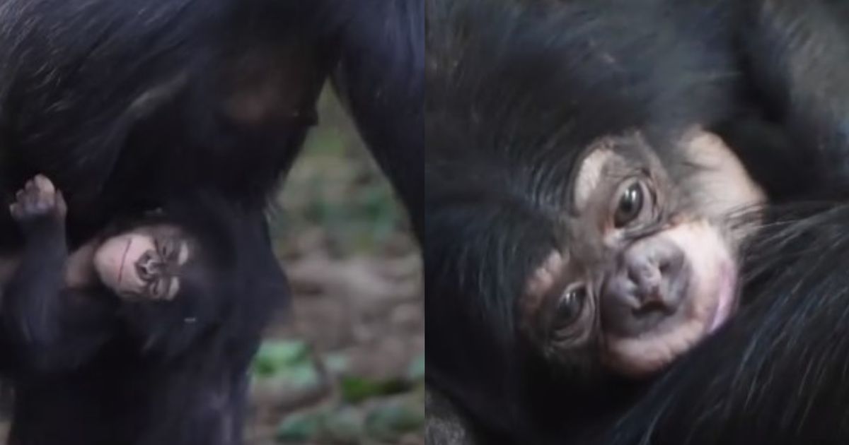 VIDEO - Un pui de cimpanzeu dintr-o specie foarte rară s-a născut la o ...