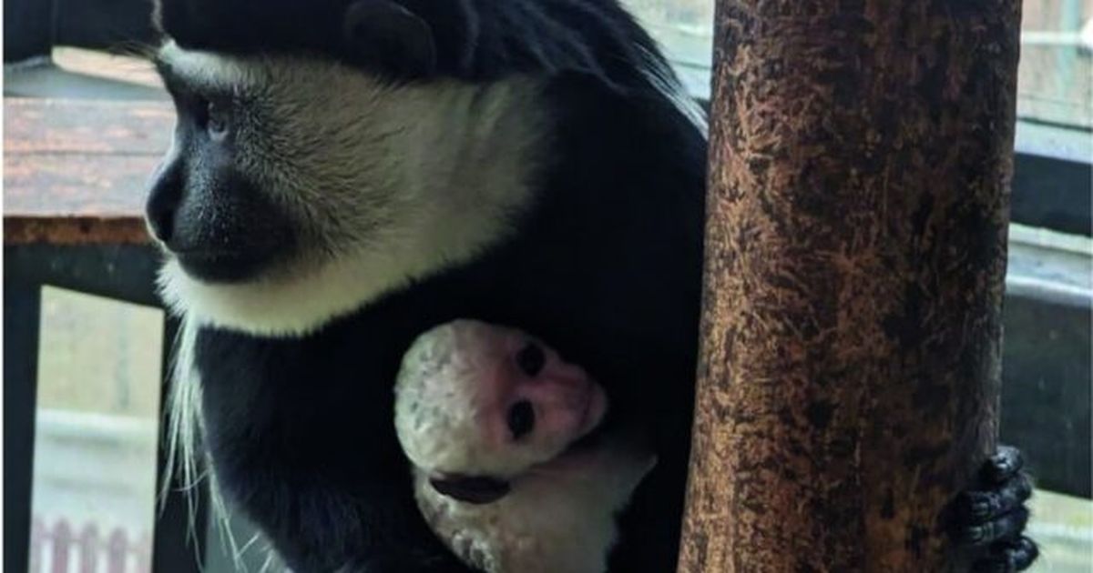 Pui de maimuță Colobus, născut recent la Grădina Zoologică din Brașov ...