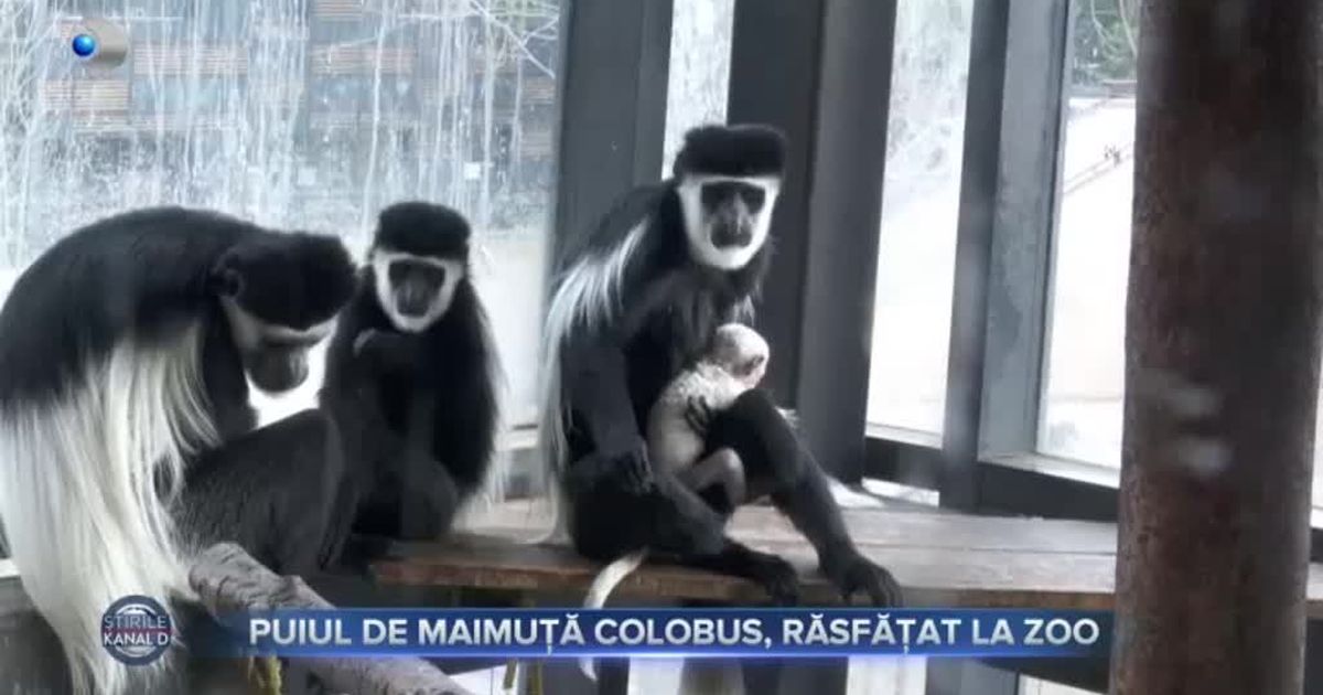 Puiul de maimuță Colobus, răsfățat la zoo - Stirile Kanal D