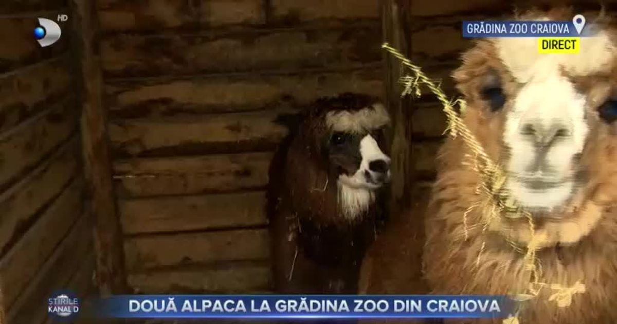 Două Alpaca la Grădina Zoo din Craiova - Stirile Kanal D