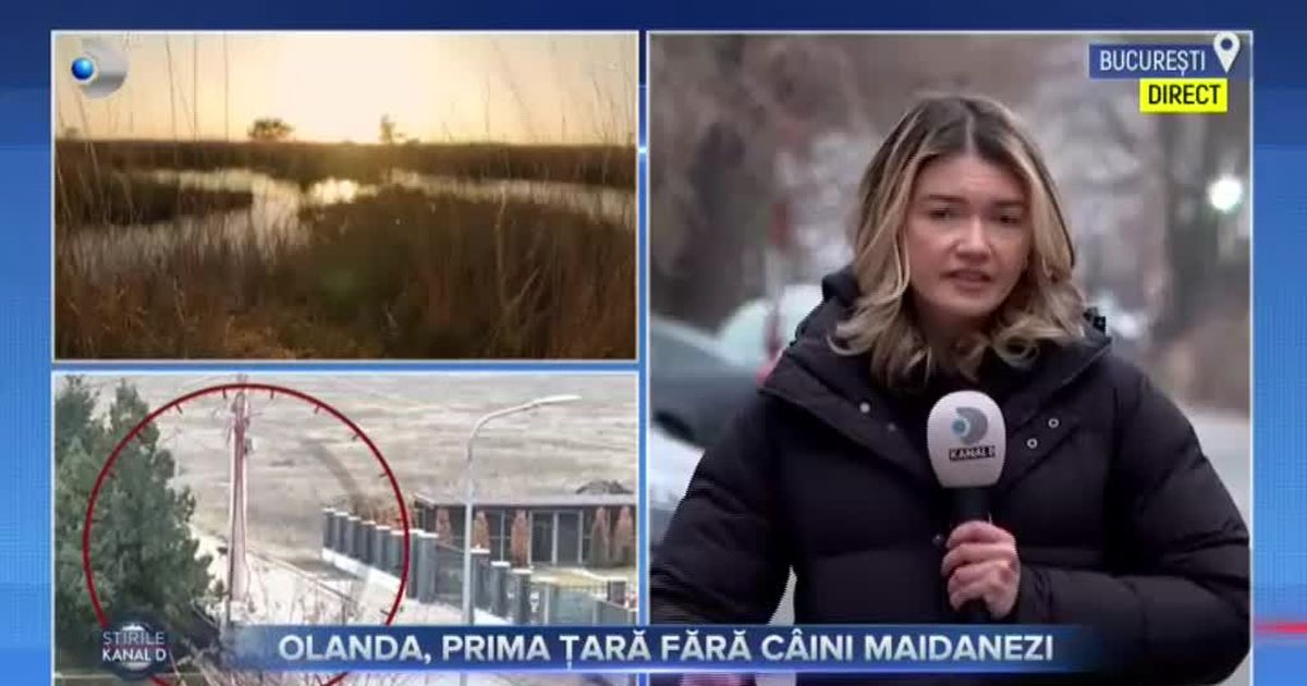 Olanda, prima țară fără câini maidanezi - Stirile Kanal D