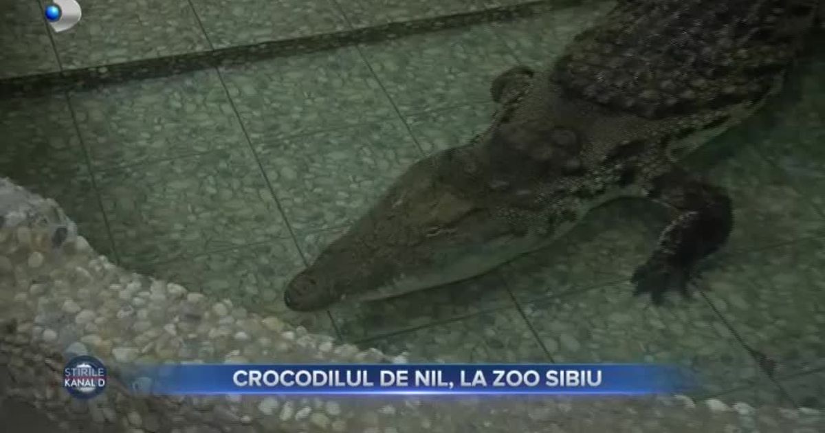 Crocodilul de Nil, la Zoo Sibiu - Stirile Kanal D