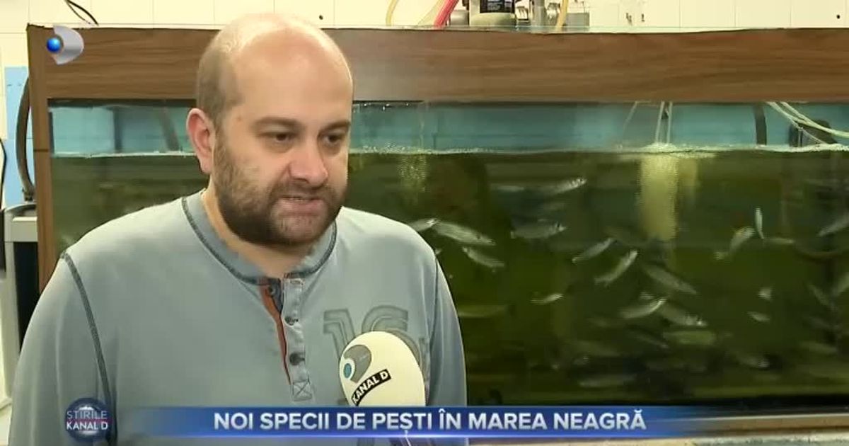 Noi specii de pești în Marea Neagră - Stirile Kanal D