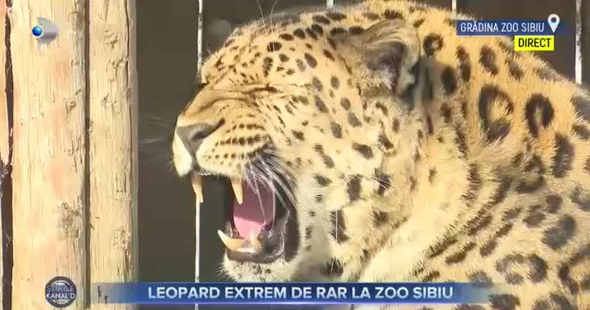 Leopard extrem de rar la Zoo Sibiu - Stirile Kanal D