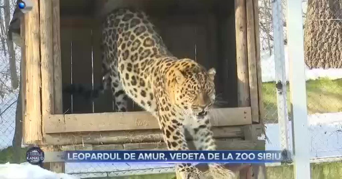 Leopardul de Amur, vedeta de la zoo Sibiu - Stirile Kanal D