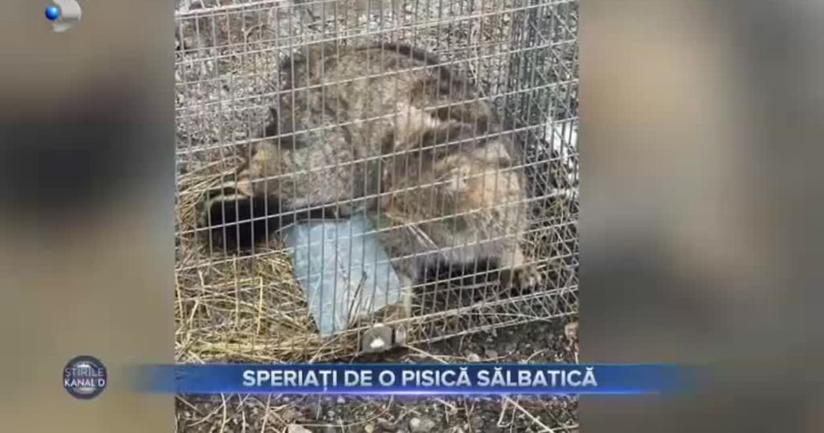 Speriați de o pisică sălbatică - Stirile Kanal D