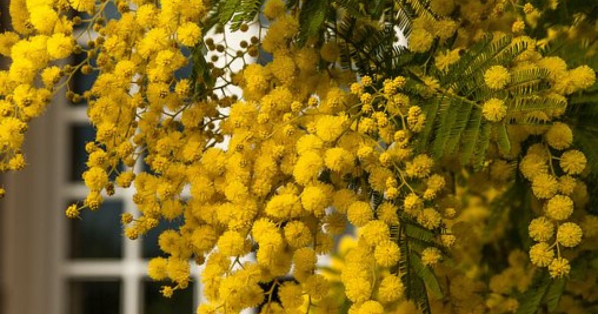 Un bărbat s-a stins din viață culegând flori. Acesta voia să îi ...