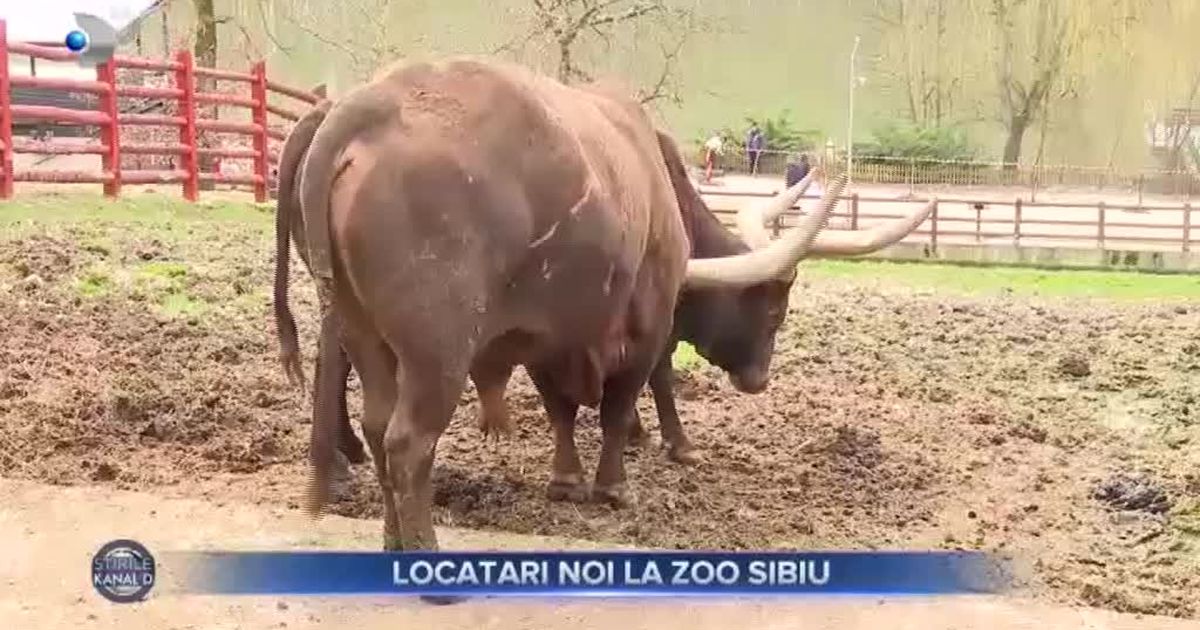 Locatari noi la Zoo Sibiu - Stirile Kanal D
