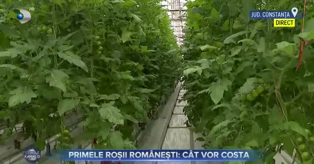 VIDEO- Primele roșii românești au apărut în magazinele din Constanța ...