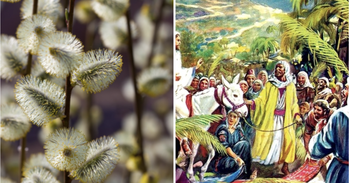 Floriile 2023. Ce semnificație are Duminica Floriilor? De ce se ...