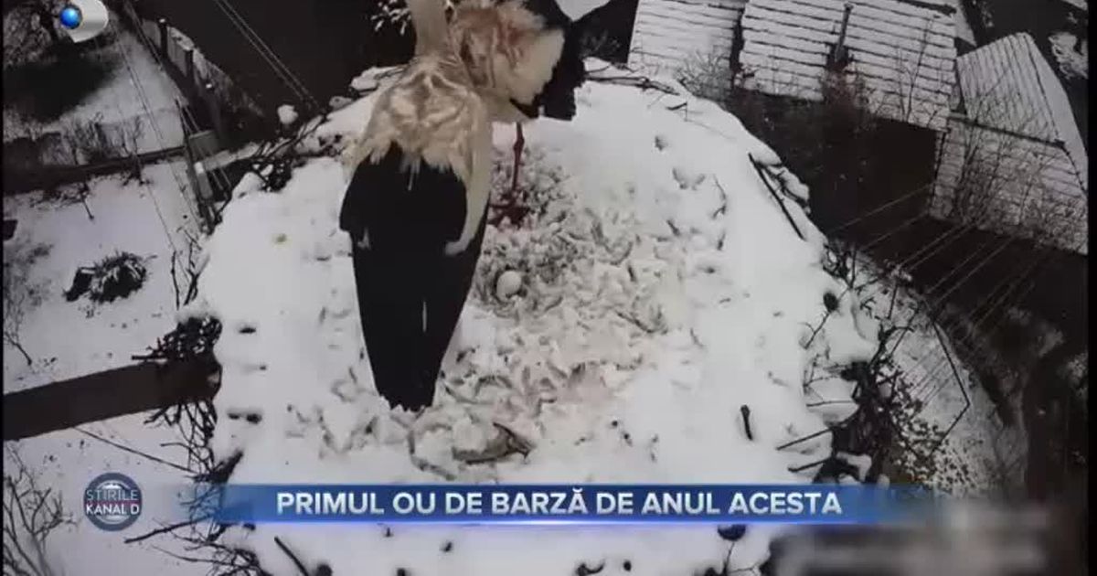 Primul ou de barză de anul acesta - Stirile Kanal D