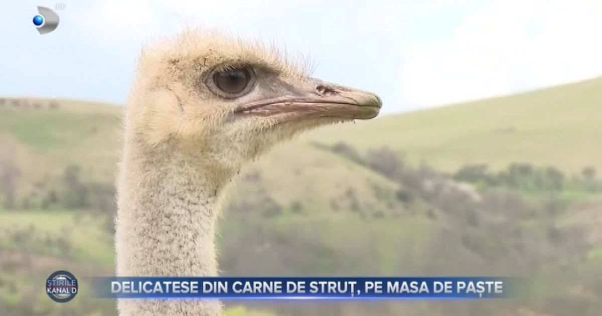 Delicatese din carne de struț, pe masa de Paște - Stirile Kanal D