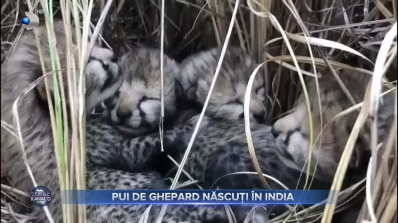 Pui de ghepard născuți în India - Stirile Kanal D