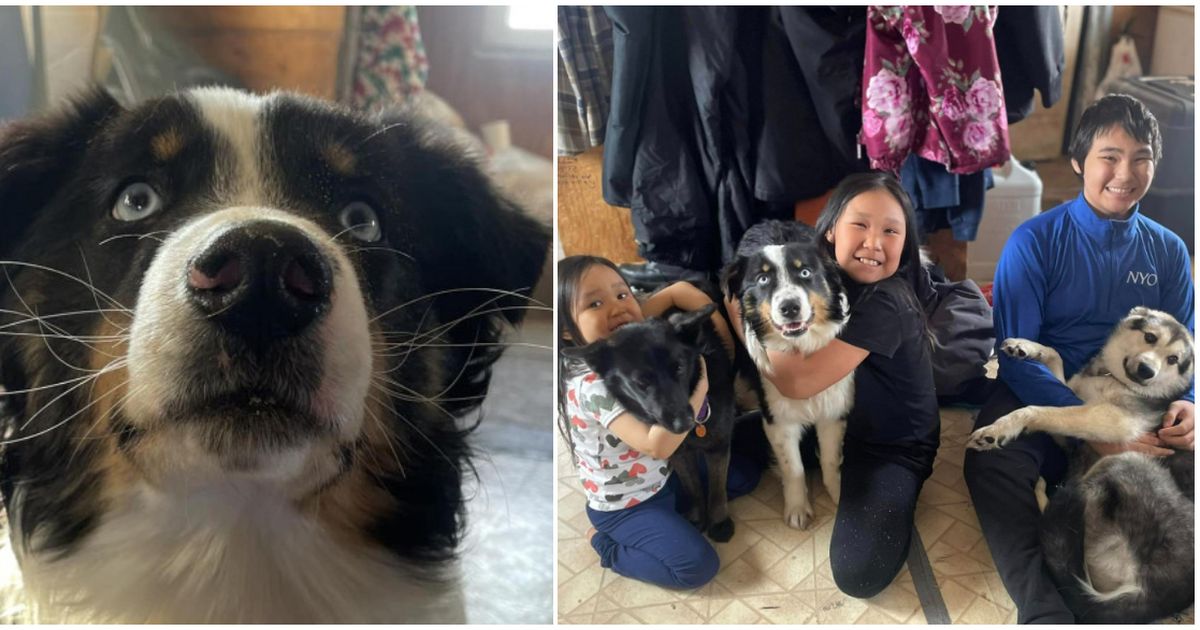 El este cățelul care a traversat Marea Bering de unul singur. Nanuq a ...