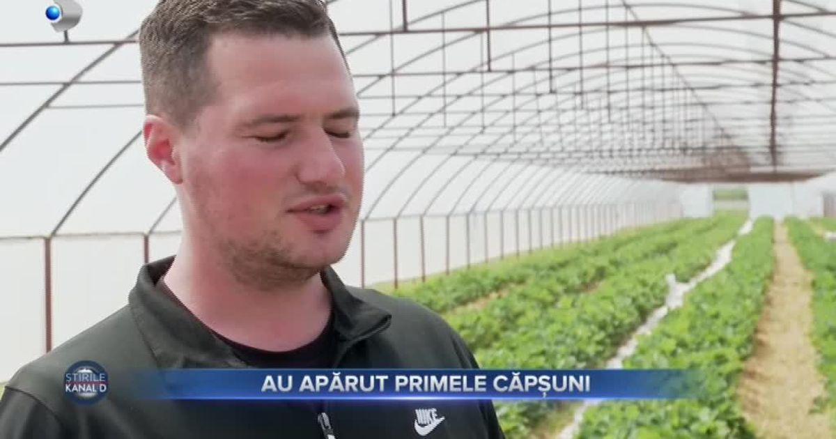 Au aparut primele capsuni - Stirile Kanal D
