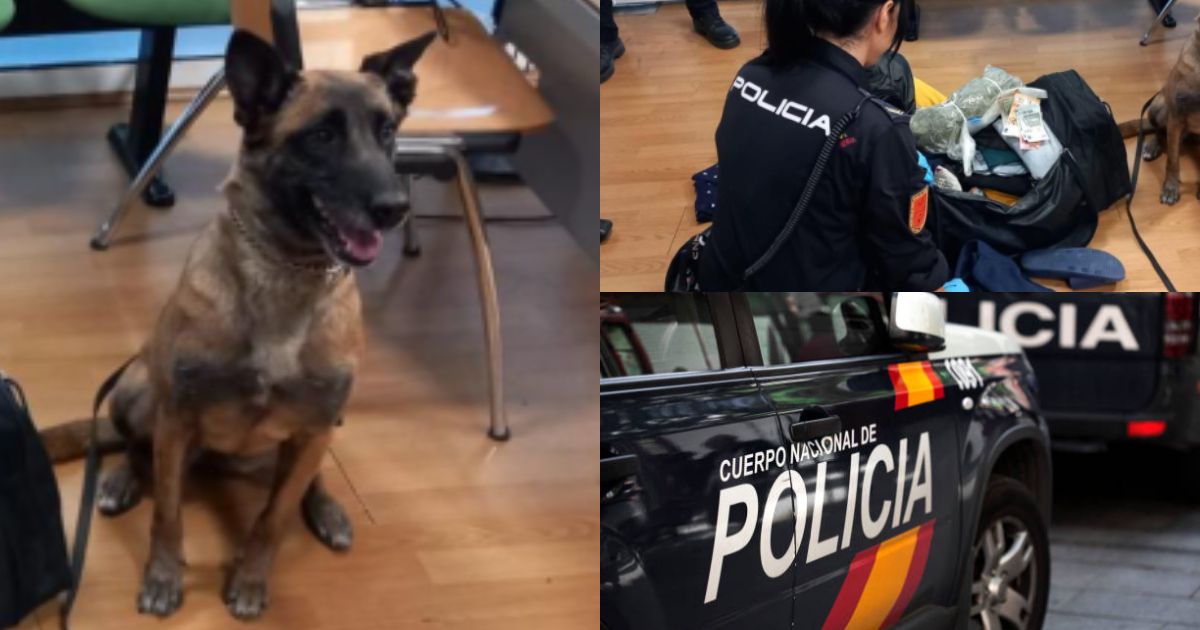 Descoperirea incredibilă a unui câine polițist! A găsit 429 de grame de ...