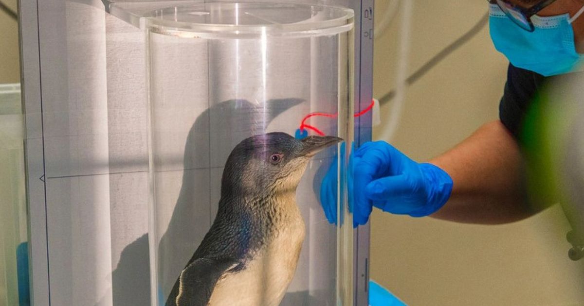 VIDEO: Primul pinguin care a făcut o scanare RMN - Stirile Kanal D