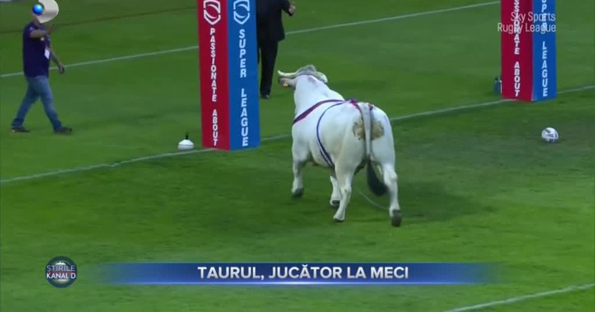 Taurul, jucător la meci - Stirile Kanal D