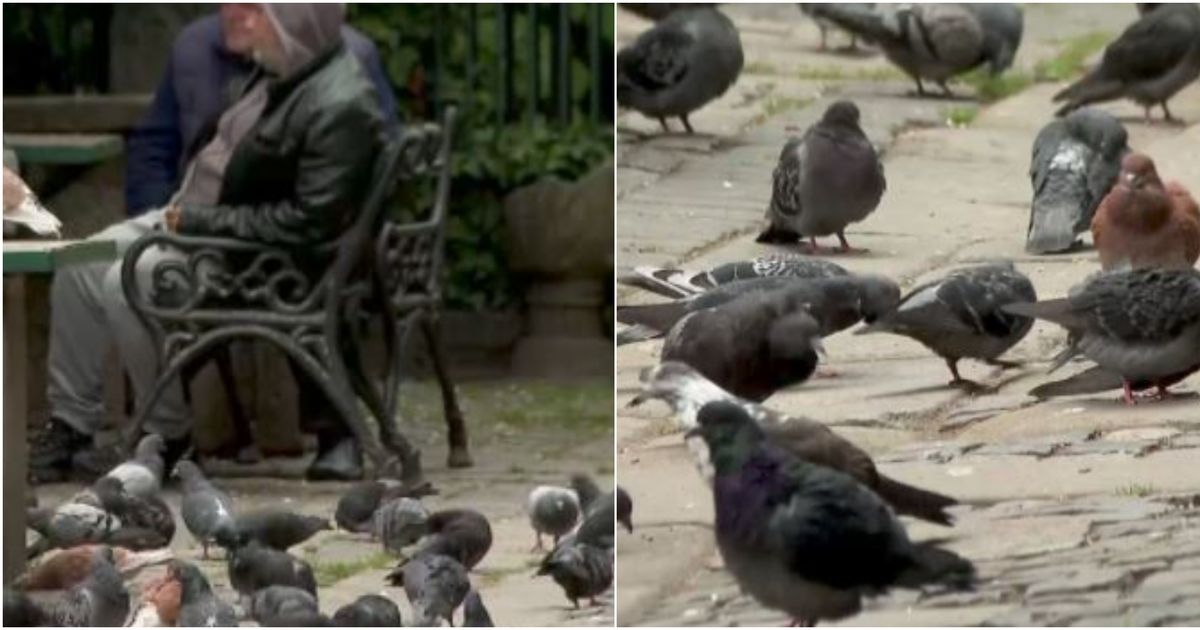 VIDEO - Porumbeii au băgat spaima în patronii teraselor - Stirile Kanal D