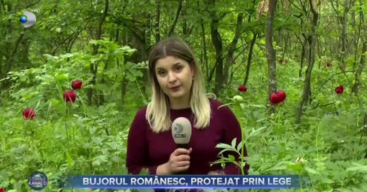 Bujorul românesc, protejat prin lege - Stirile Kanal D