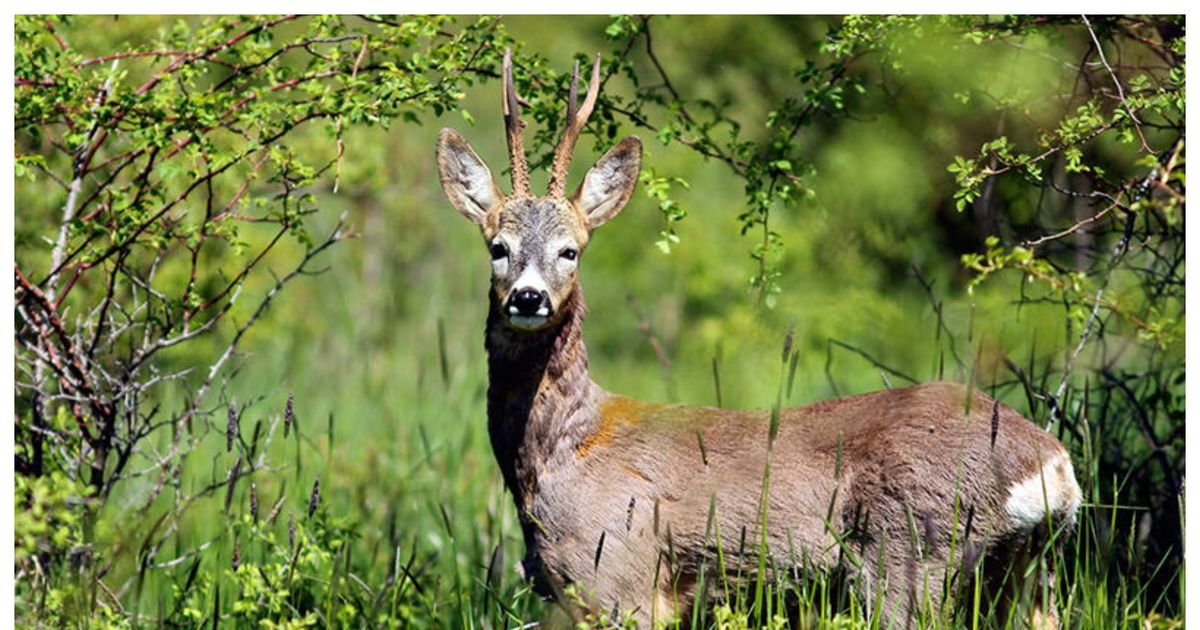 O vânătoare ilegală s-a încheiat cu moartea unui braconier - Stirile ...