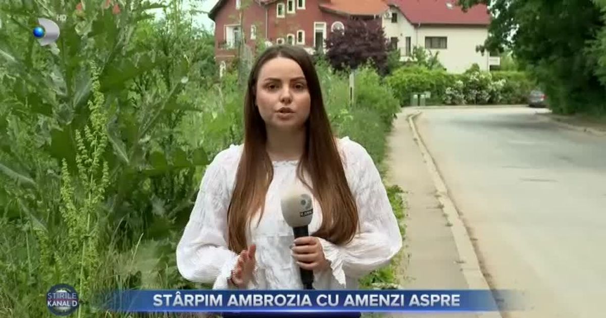 Stârpim ambrozia cu amenzi aspre - Stirile Kanal D
