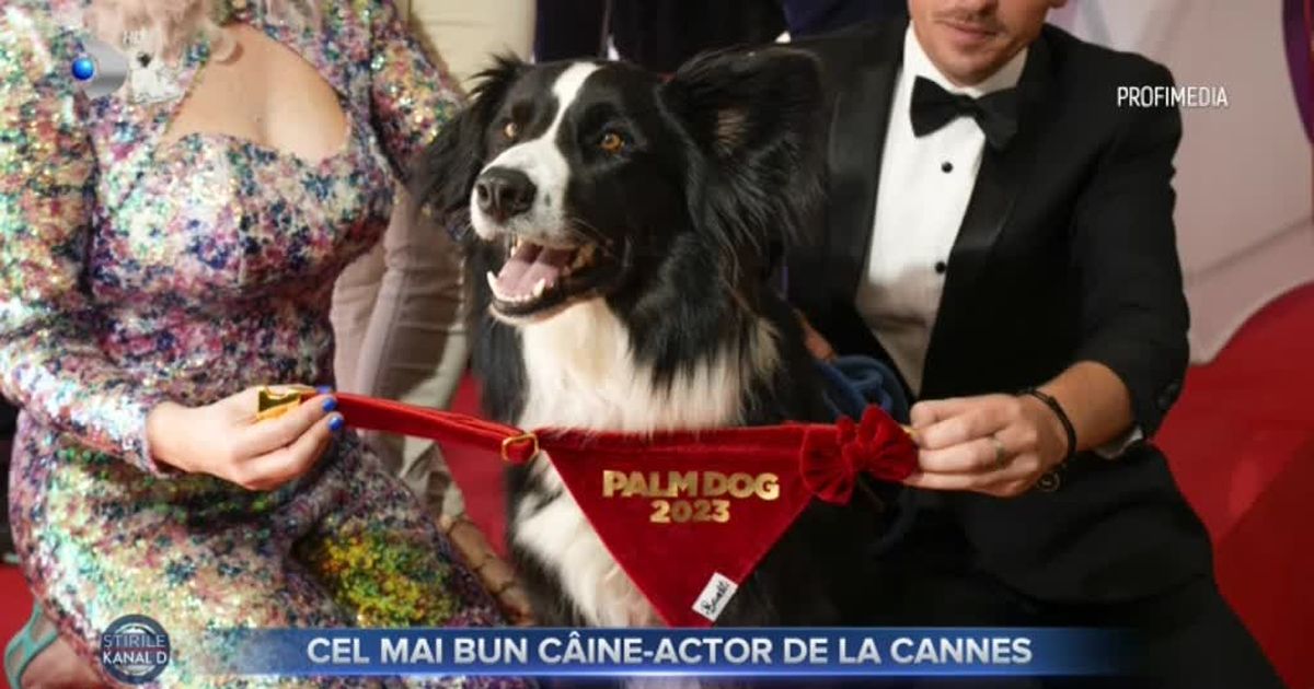 Cel mai bun câine-actor de la Cannes - Stirile Kanal D