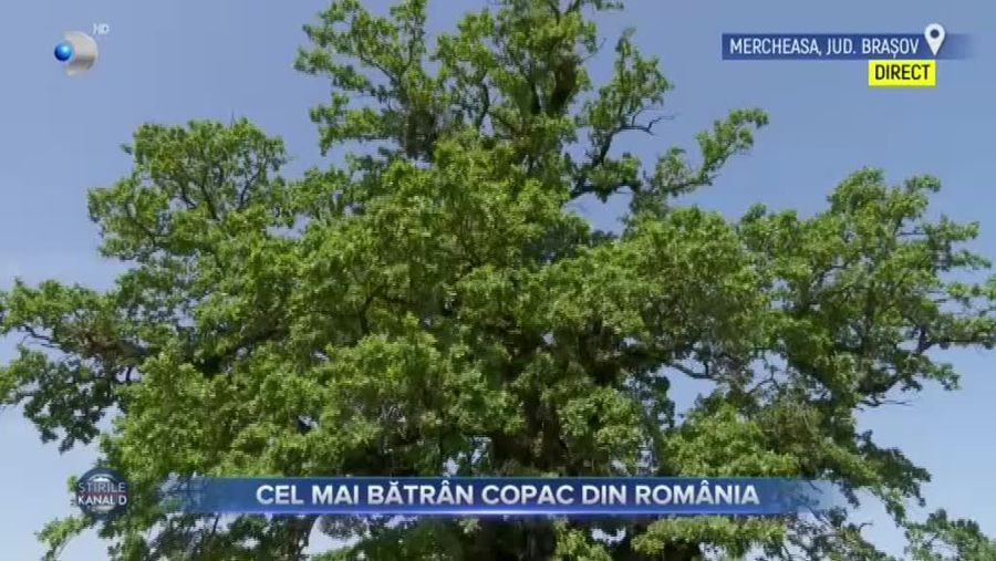 Cel mai bătrân copac din România - Stirile Kanal D
