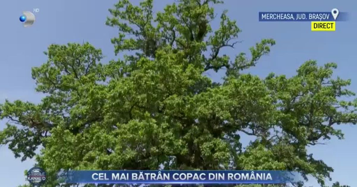 Cel mai bătrân copac din România - Stirile Kanal D