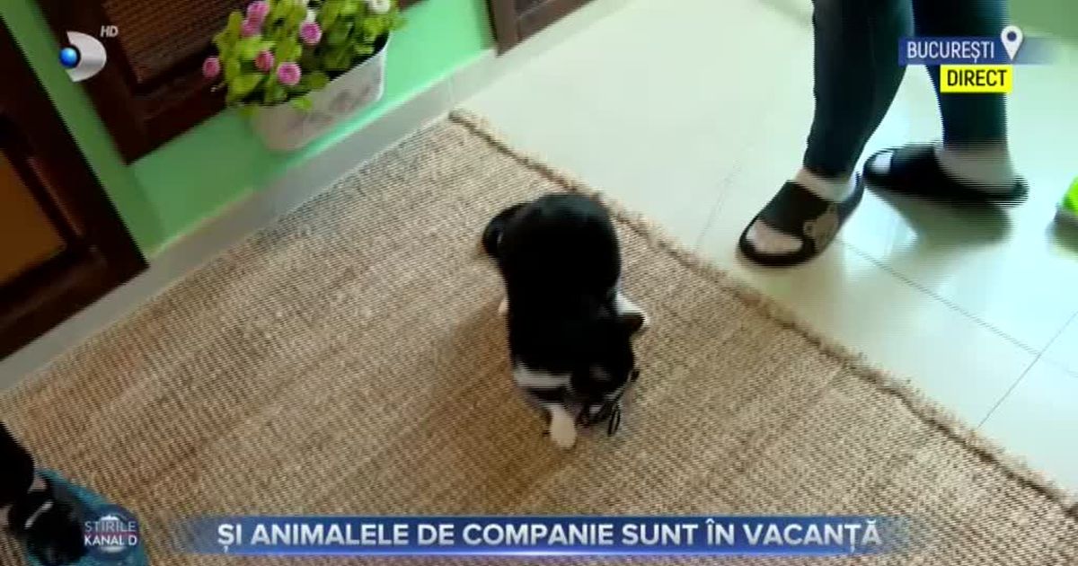 Și animalele de companie sunt în vacanță - Stirile Kanal D