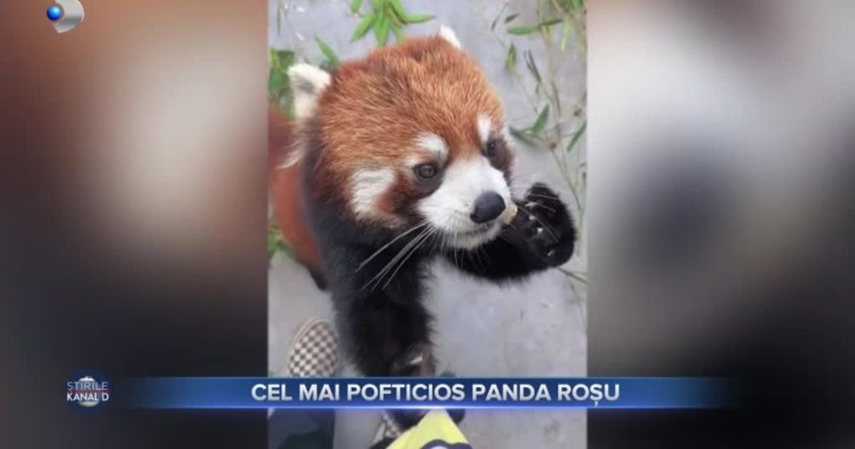 Cel mai pofticios panda roșu - Stirile Kanal D