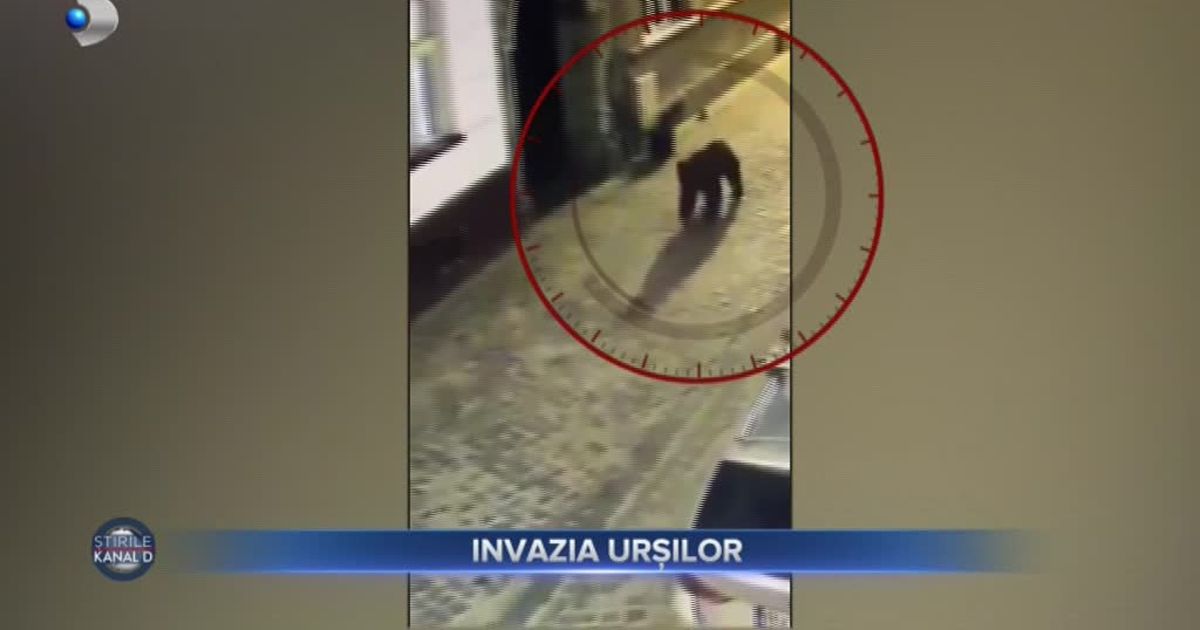 Invazia urșilor - Stirile Kanal D
