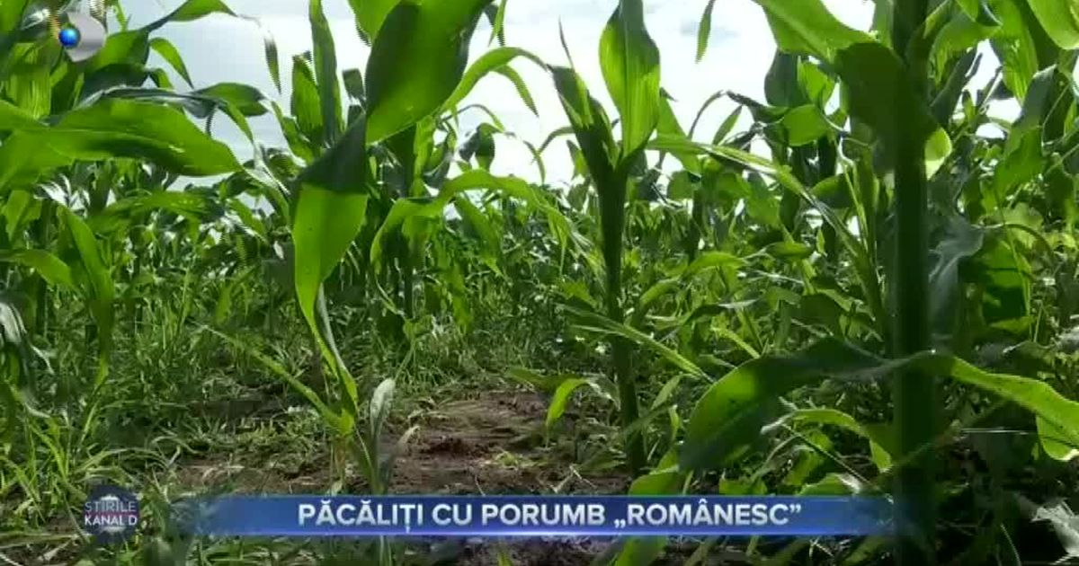 Păcăliți cu porumb „românesc” - Stirile Kanal D