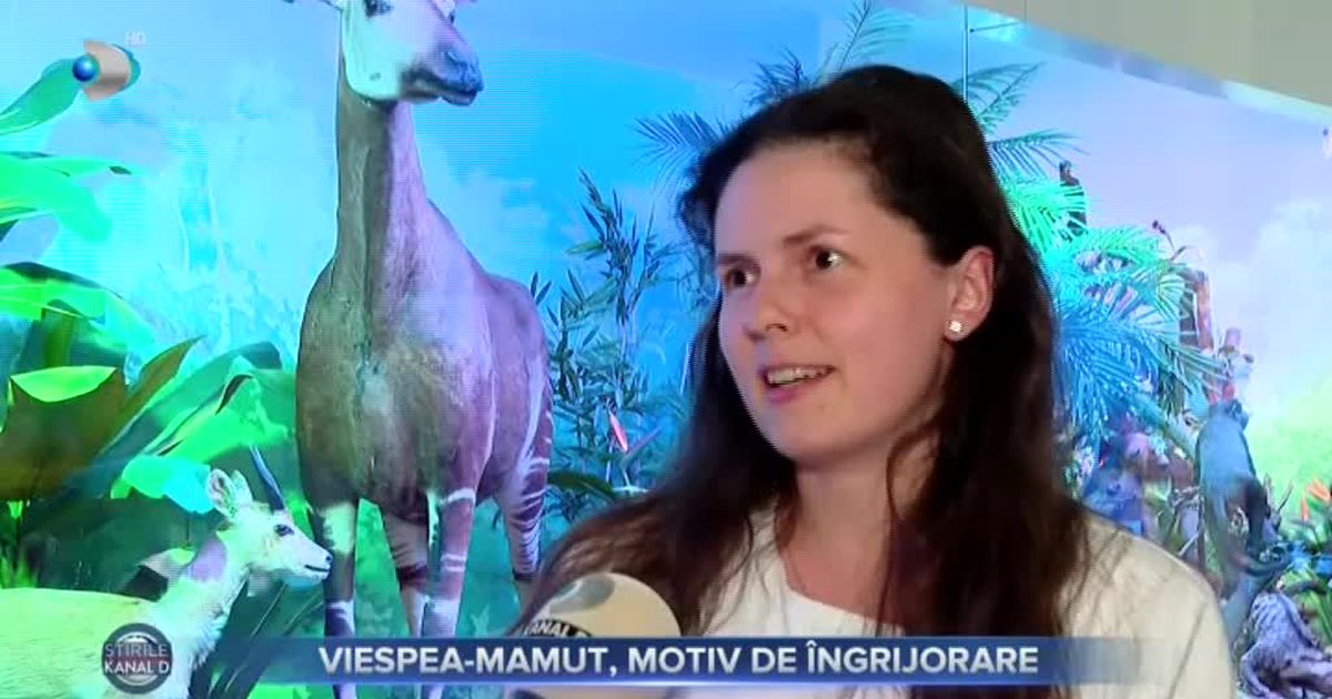 Viespea-mamut, motiv de îngrijorare - Stirile Kanal D