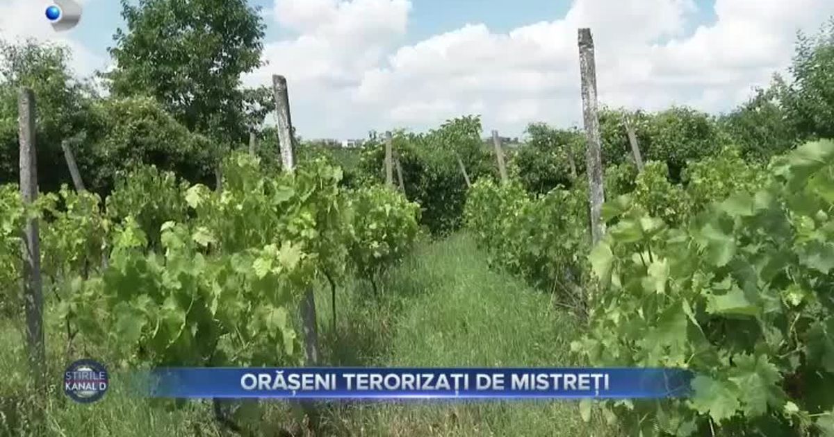 Orășeni terorizați de mistreți - Stirile Kanal D