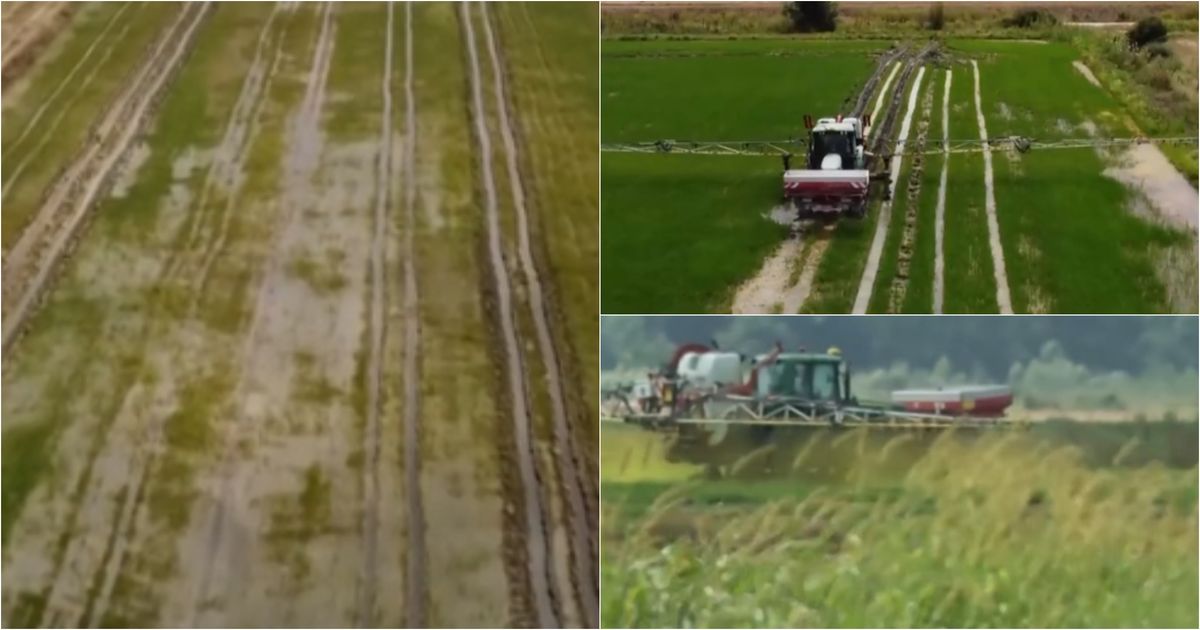 VIDEO- Asta-i România! Plantație de orez, din nou, la Rojiște. Un ...