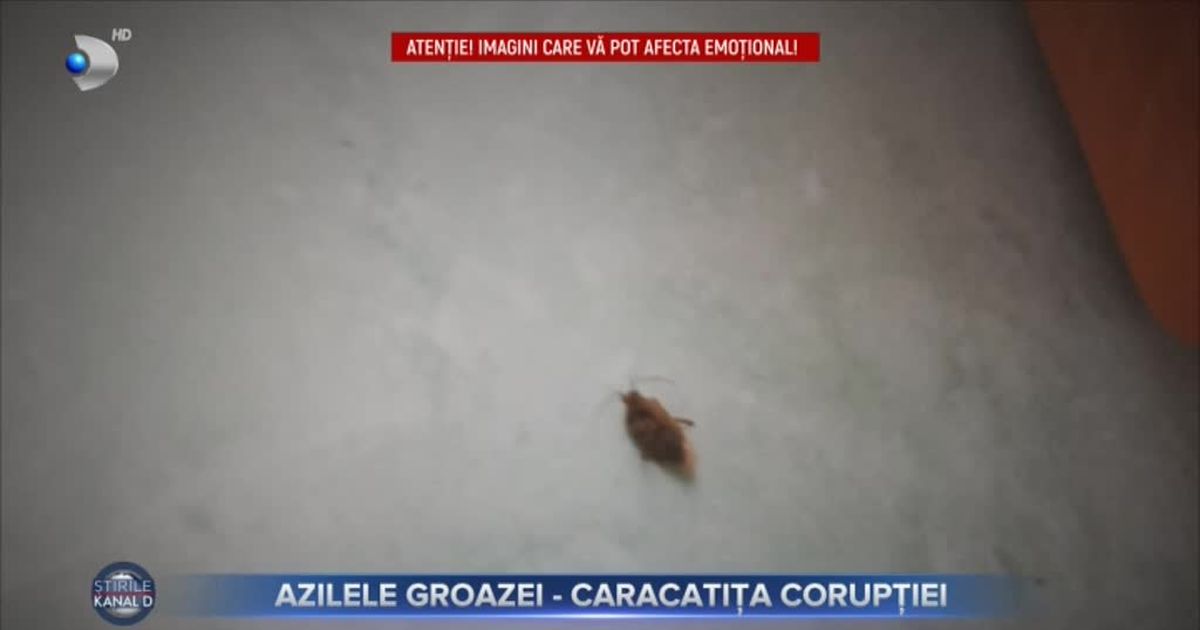 Azilele groazei- caracatița corupției - Stirile Kanal D