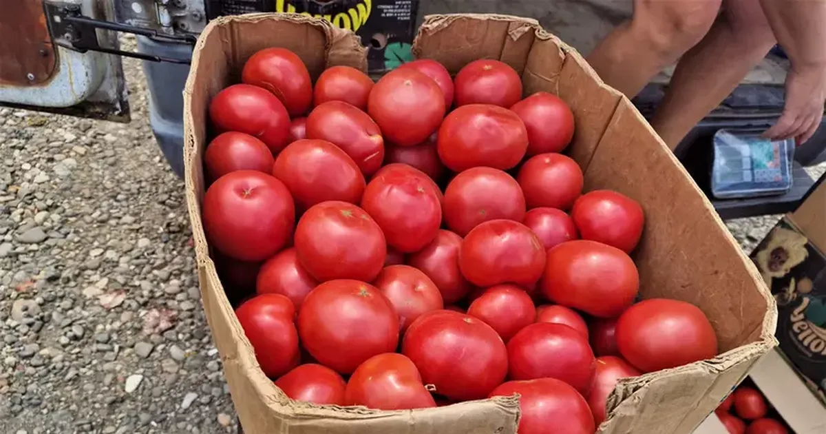VIDEO- Apocalipsa roșiilor. Comuna Matca, una dintre producătoarele de ...