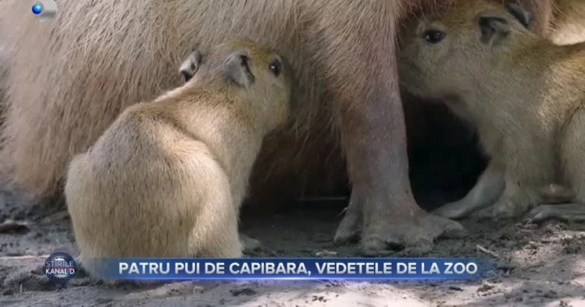 VIDEO - Noi animale la Grădina Zoologică din San Diego: Patru rozătoare ...