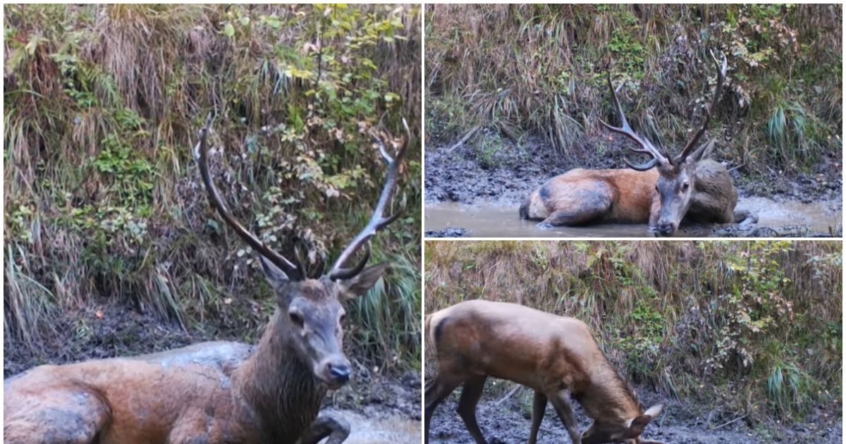 VIDEO - „Când nevoia de relaxare este acerbă". Imagini spectaculoase cu ...