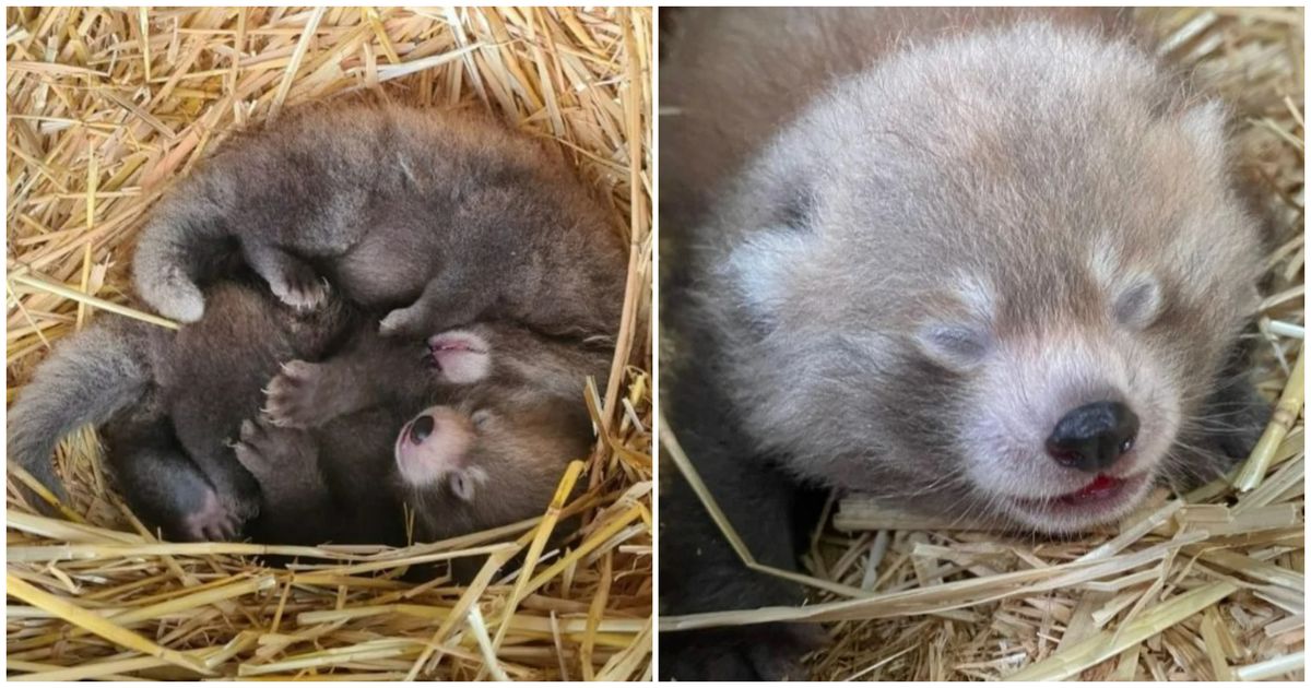VIDEO. Bucurie la o grădină zoologică din UK! Doi pui de panda roșu au ...