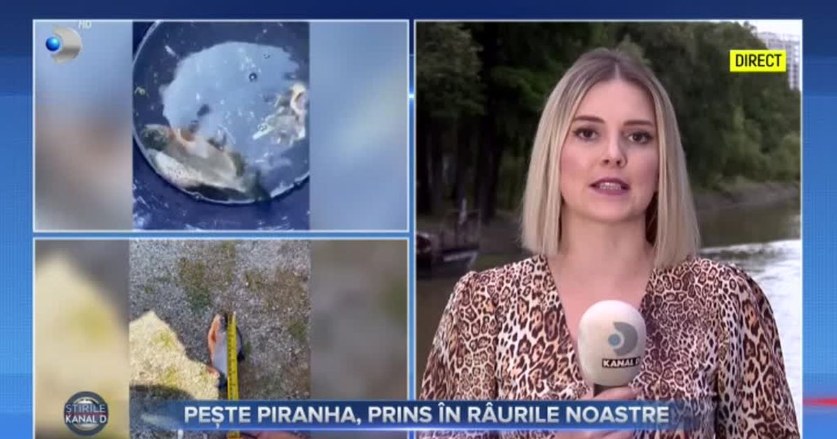 VIDEO - Exemplar neobișnuit în râul Timiș: Un pescar a prins un pește ...