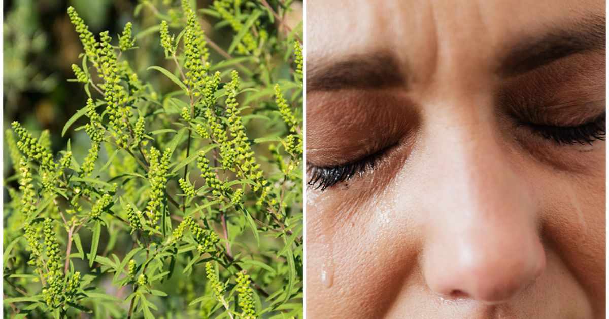 EXCLUSIV - Viața cu alergie la ambrozie: ”Pun plase anti-polen și ...