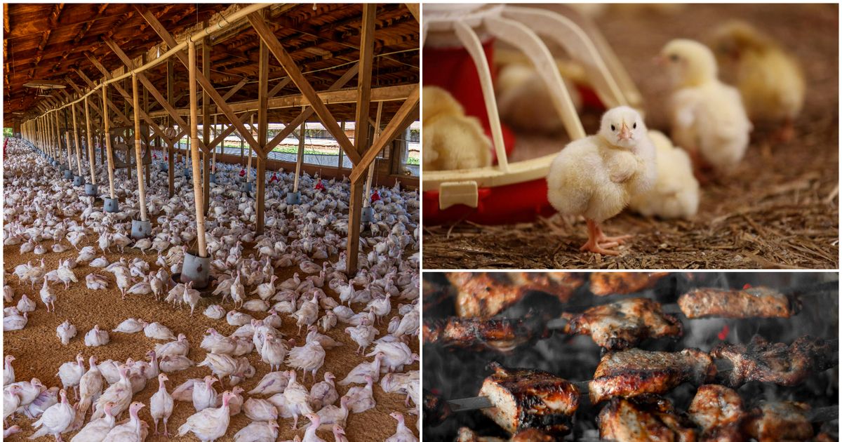 EXCLUSIV - Realitatea crudă despre puii cu creștere rapidă din ...