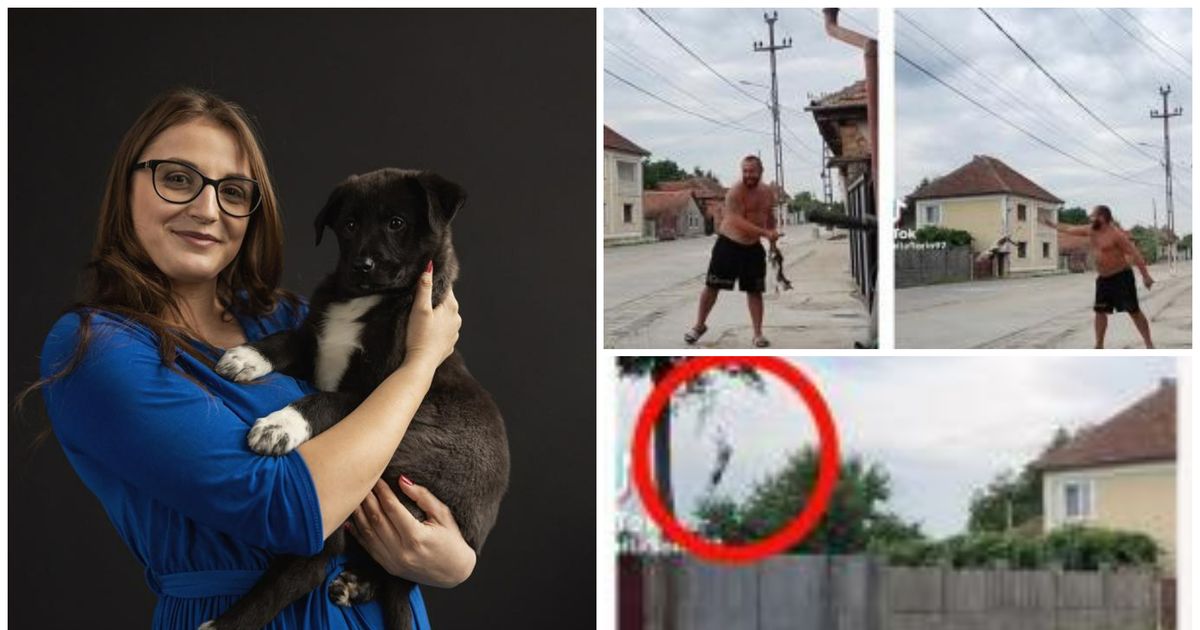 EXCLUSIV: Tânăr reținut după ce a chinuit o pisică și a postat ...