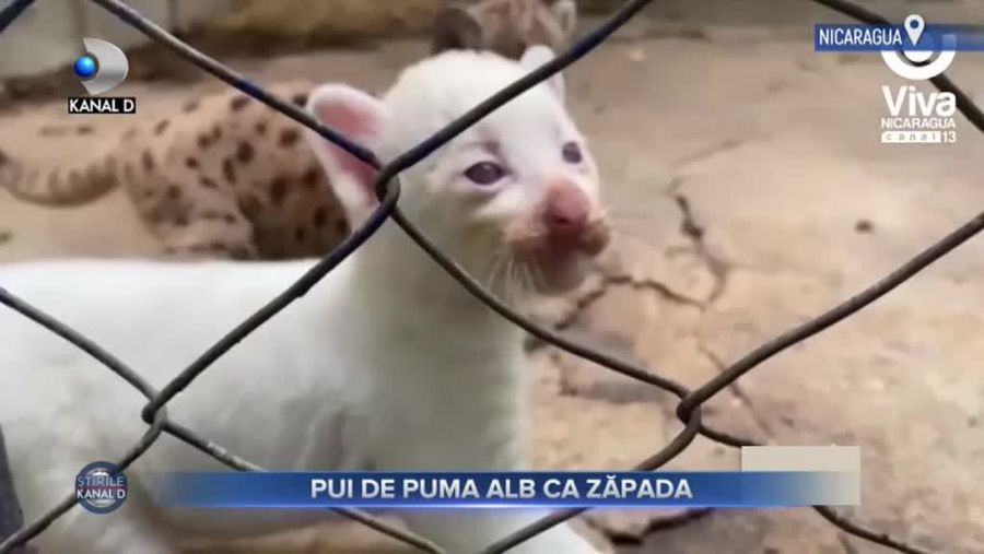 VIDEO- Pui de Puma alb ca zăpada - Stirile Kanal D