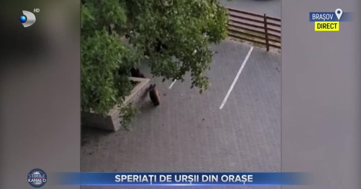 VIDEO - Speriați de urșii din orașe: Locuitorii din stațiunea Bușteni ...