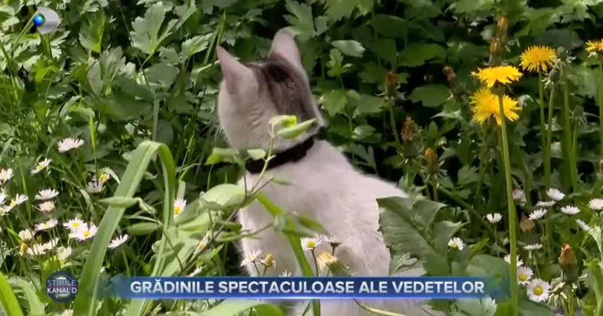 VIDEO - Grădinile spectaculoase ale vedetelor la „Casă de vedetă ...